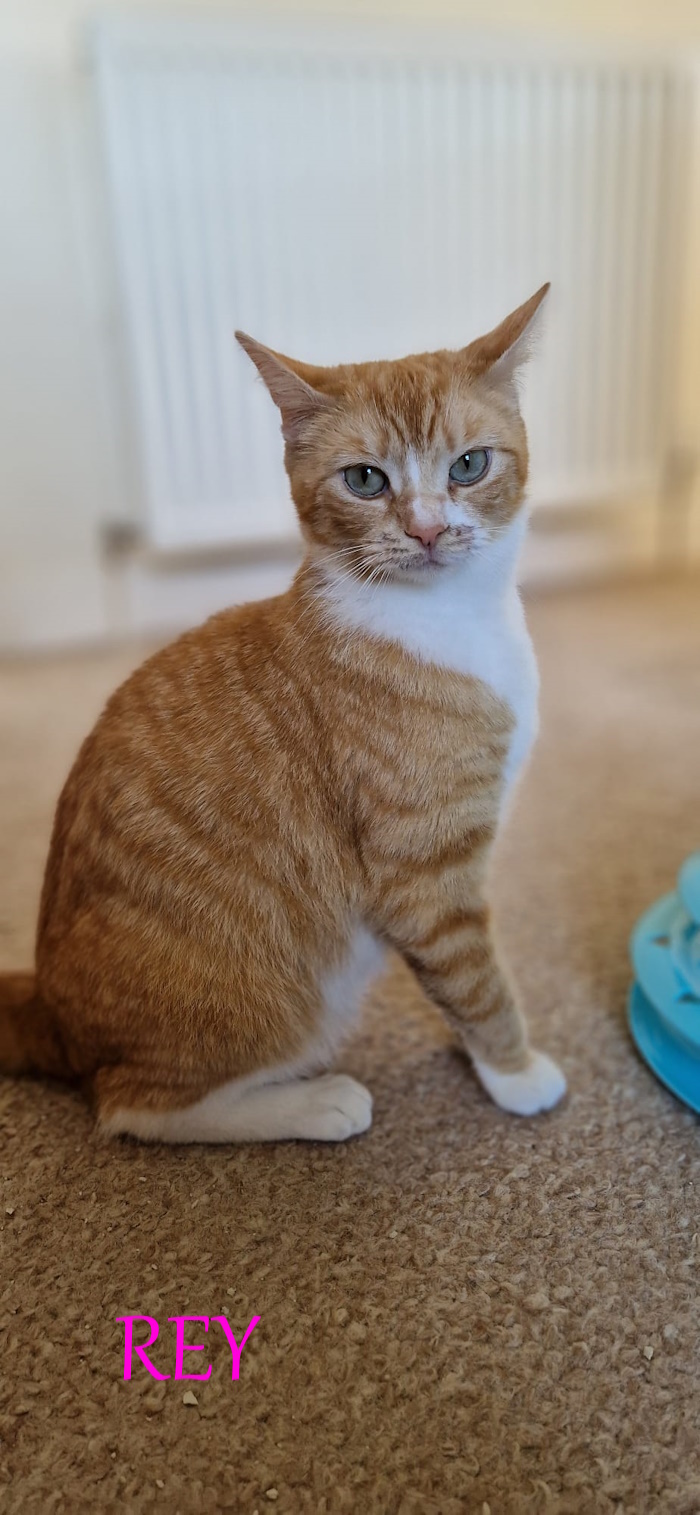 REY | Whinnybank Cat Sanctuary