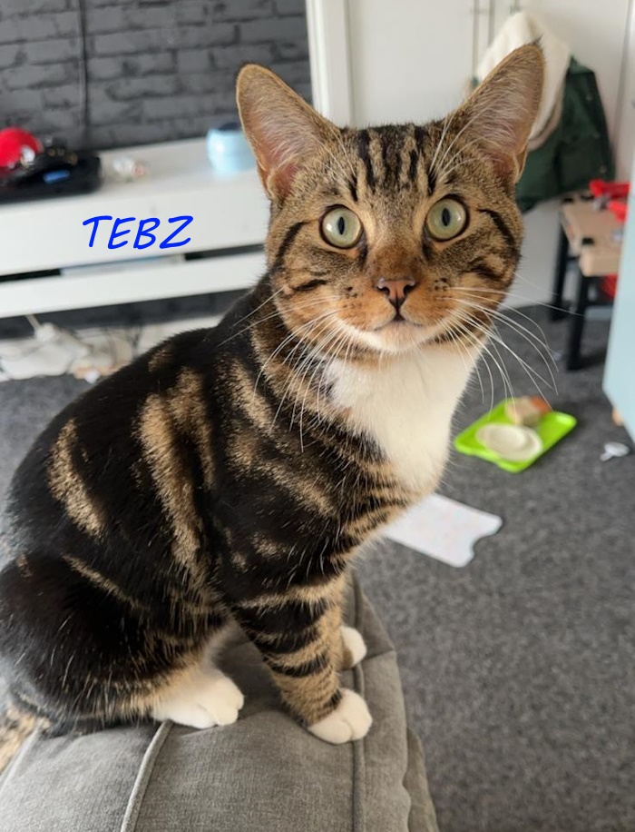 TEBZ | Whinnybank Cat Sanctuary