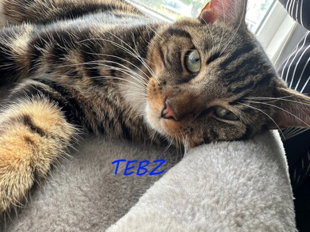 TEBZ | Whinnybank Cat Sanctuary