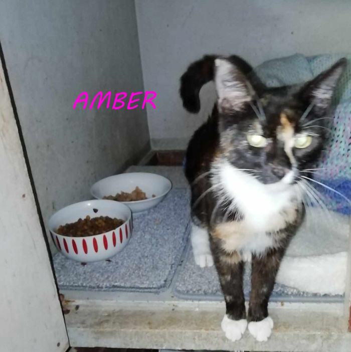 AMBER | Whinnybank Cat Sanctuary