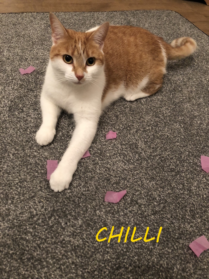 CHILLI | Whinnybank Cat Sanctuary