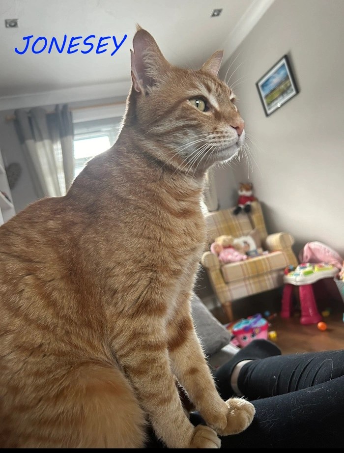 JONSEY | Whinnybank Cat Sanctuary