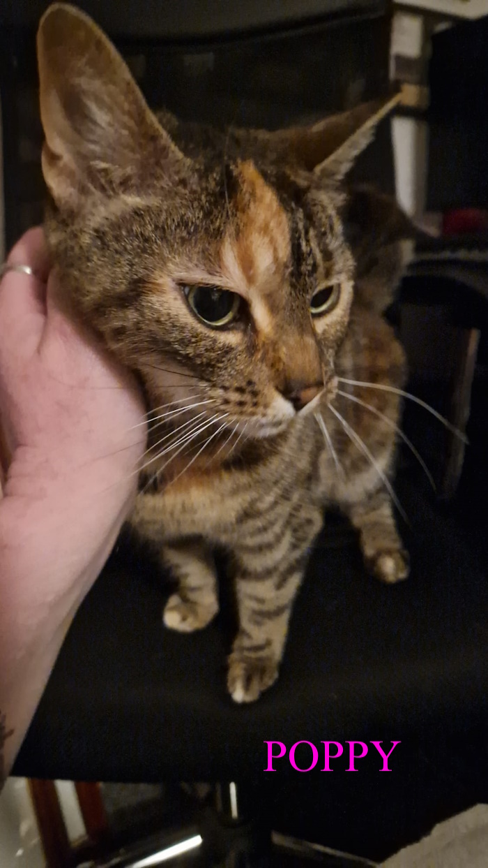 POPPY | Whinnybank Cat Sanctuary