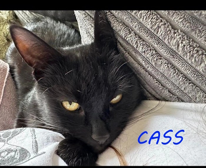 CASS | Whinnybank Cat Sanctuary