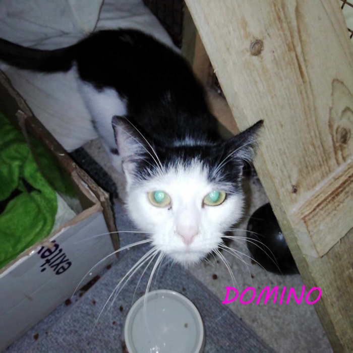 DOMINO AND FREESIAN AND DOT | Whinnybank Cat Sanctuary