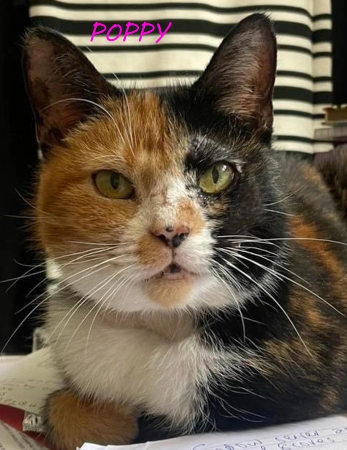 POPPY | Whinnybank Cat Sanctuary