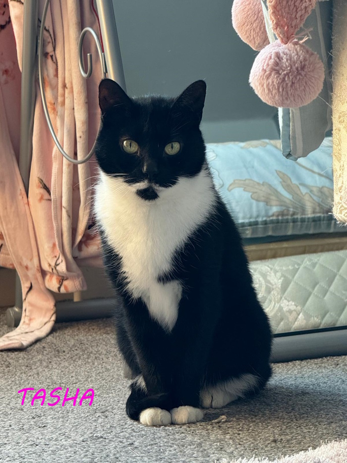 MOLLY AND TASHA | Whinnybank Cat Sanctuary