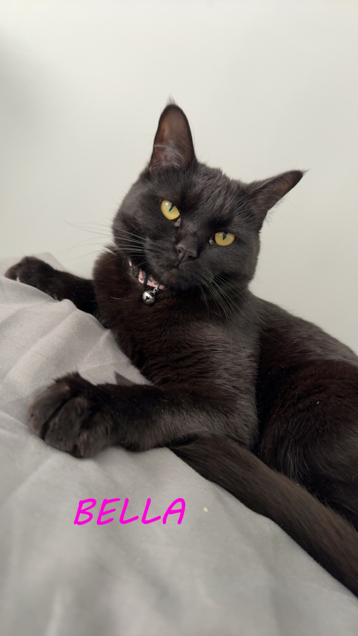 BELLA | Whinnybank Cat Sanctuary