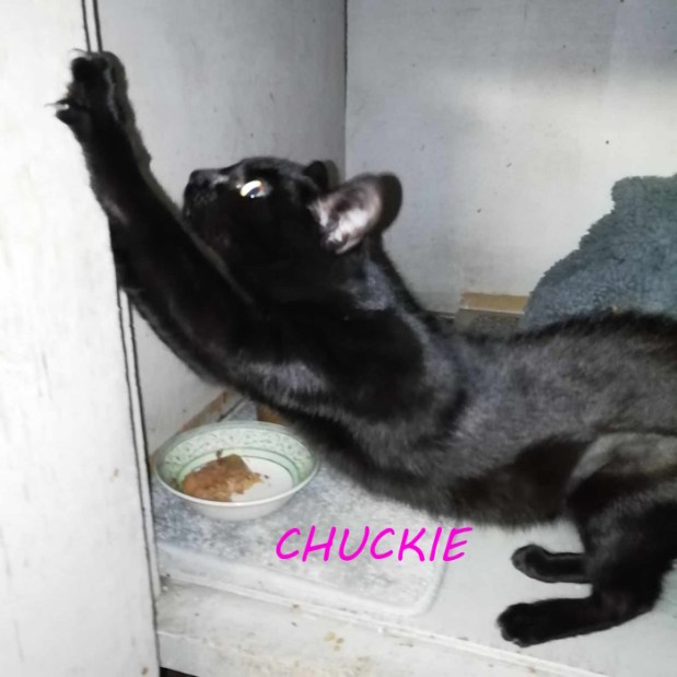 CHUCKIE | Whinnybank Cat Sanctuary