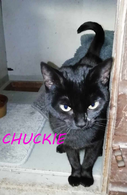 CHUCKIE | Whinnybank Cat Sanctuary