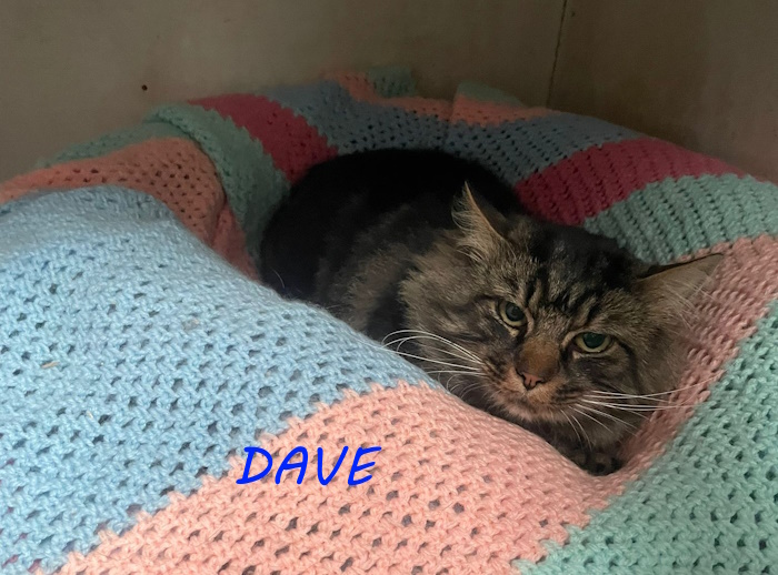 DAVE | Whinnybank Cat Sanctuary