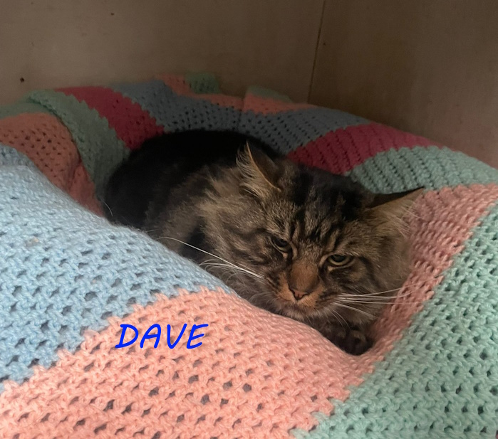 DAVE | Whinnybank Cat Sanctuary