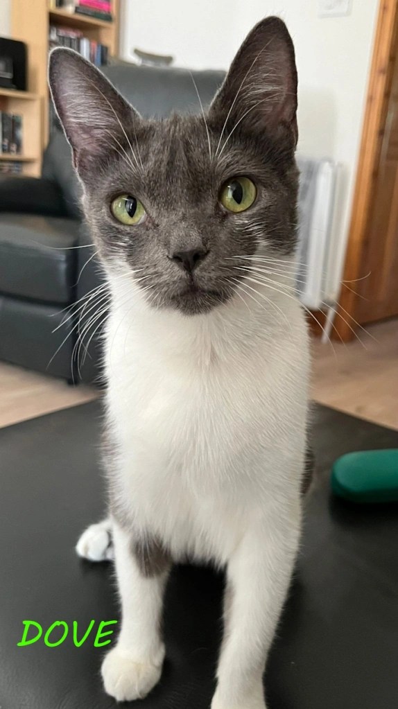 DOVE | Whinnybank Cat Sanctuary