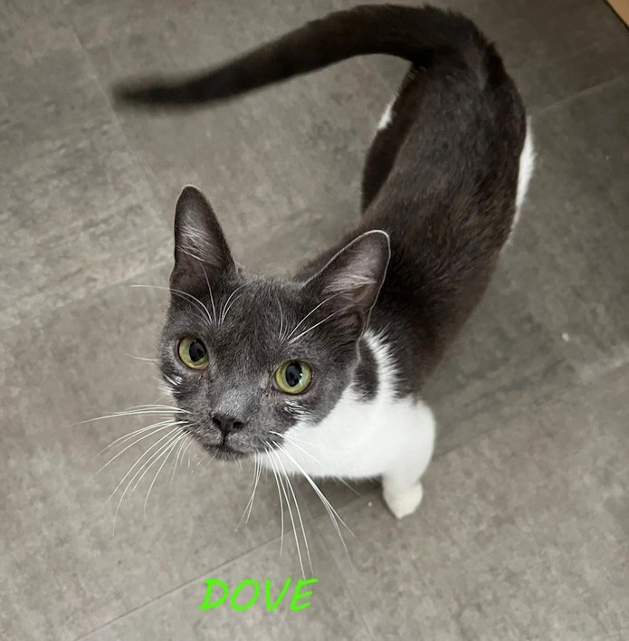 DOVE | Whinnybank Cat Sanctuary