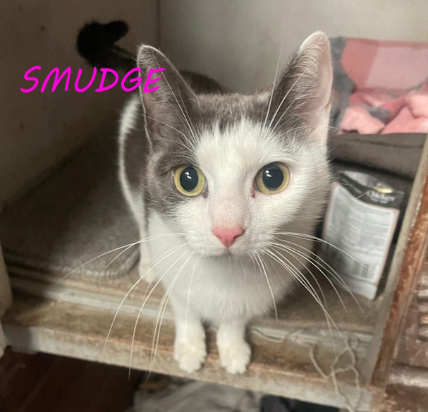 SMUDGE | Whinnybank Cat Sanctuary