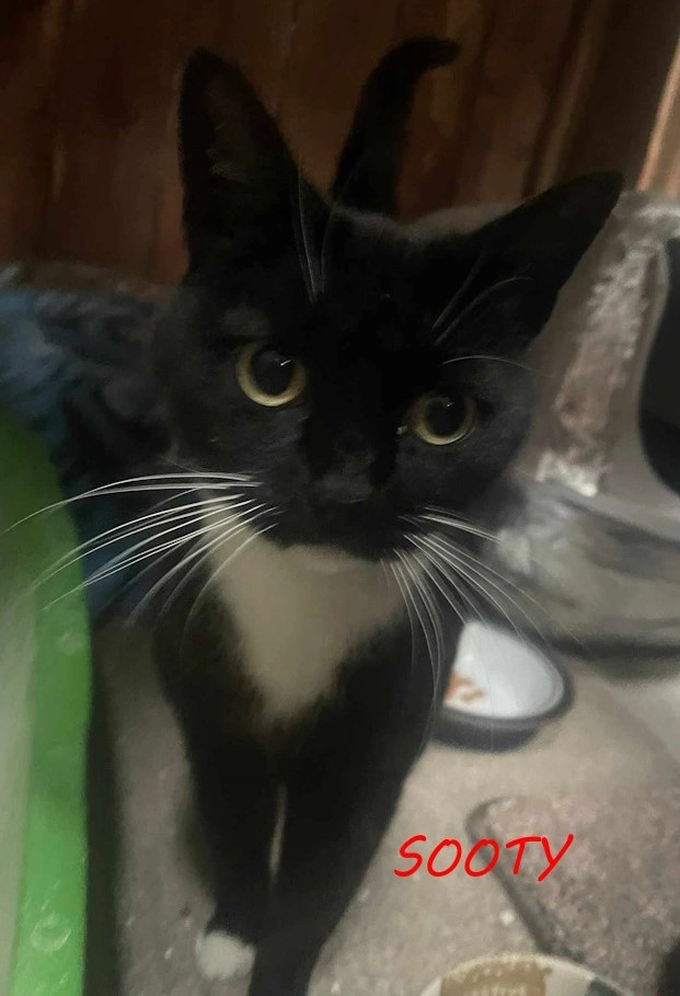 SOOTY | Whinnybank Cat Sanctuary