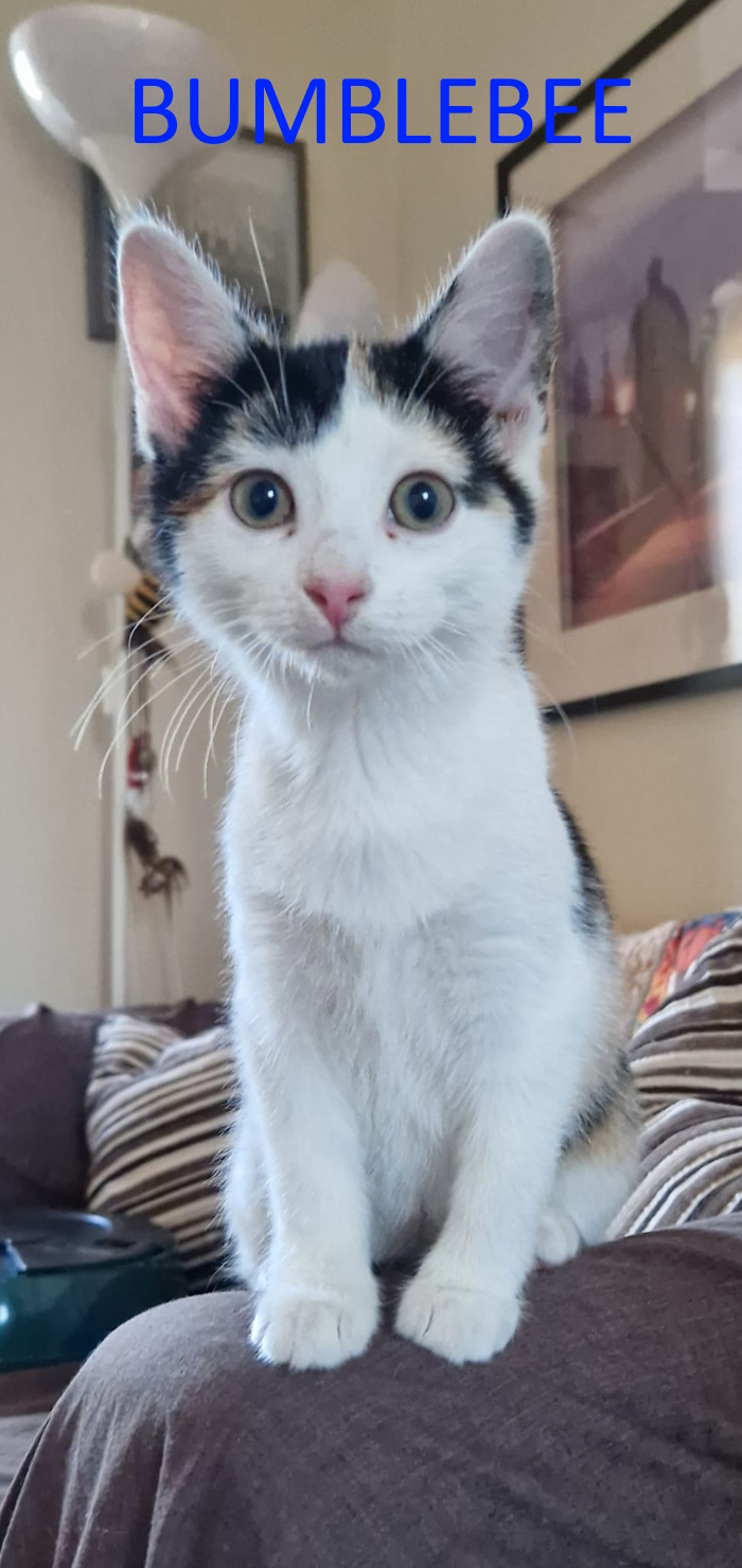 BUMBLEBEE AND CHASE | Whinnybank Cat Sanctuary