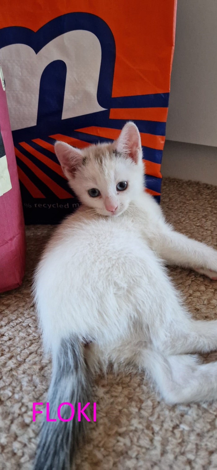 FLOKI FREYA ROLLO AND SIGGI | Whinnybank Cat Sanctuary