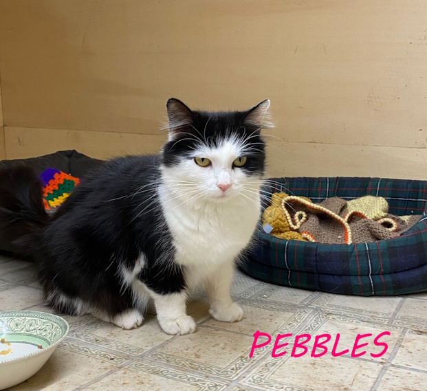PEBBLES | Whinnybank Cat Sanctuary