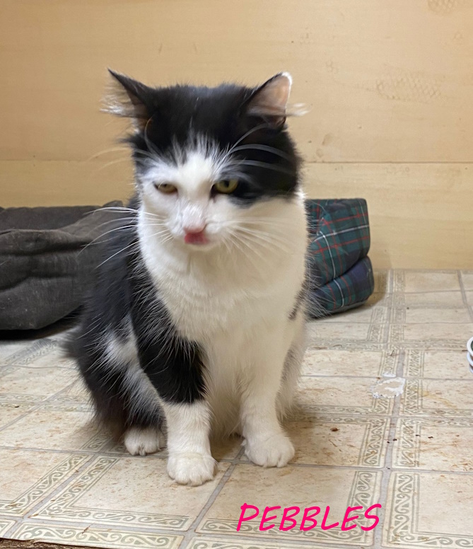 PEBBLES | Whinnybank Cat Sanctuary