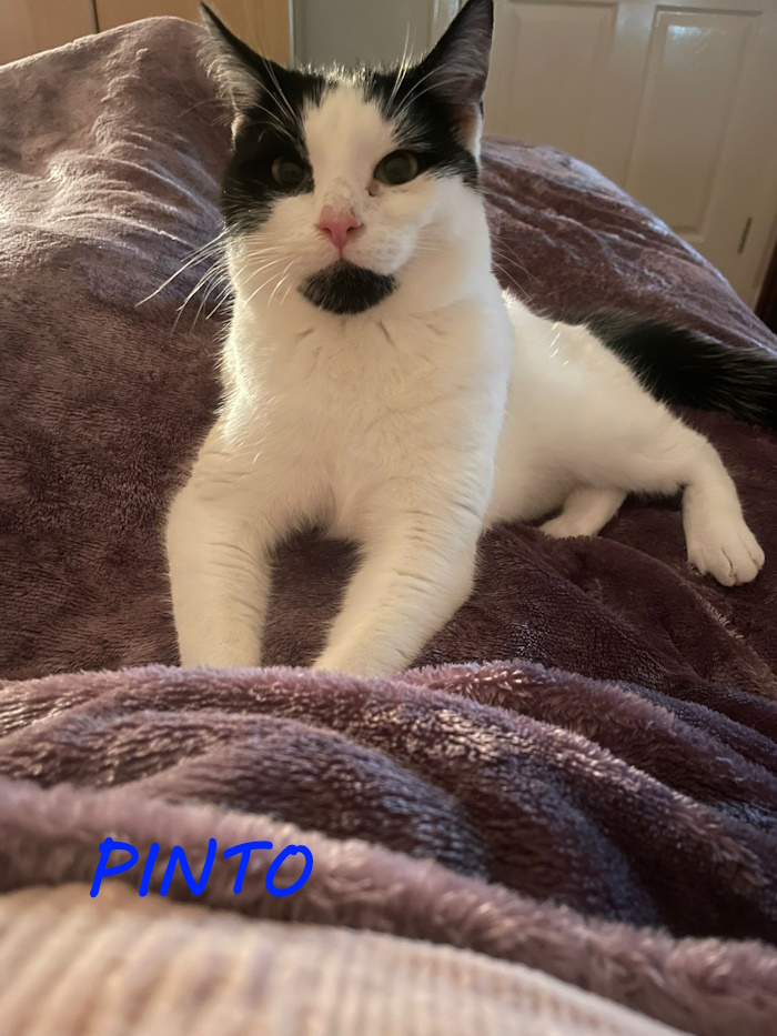 PINTO | Whinnybank Cat Sanctuary