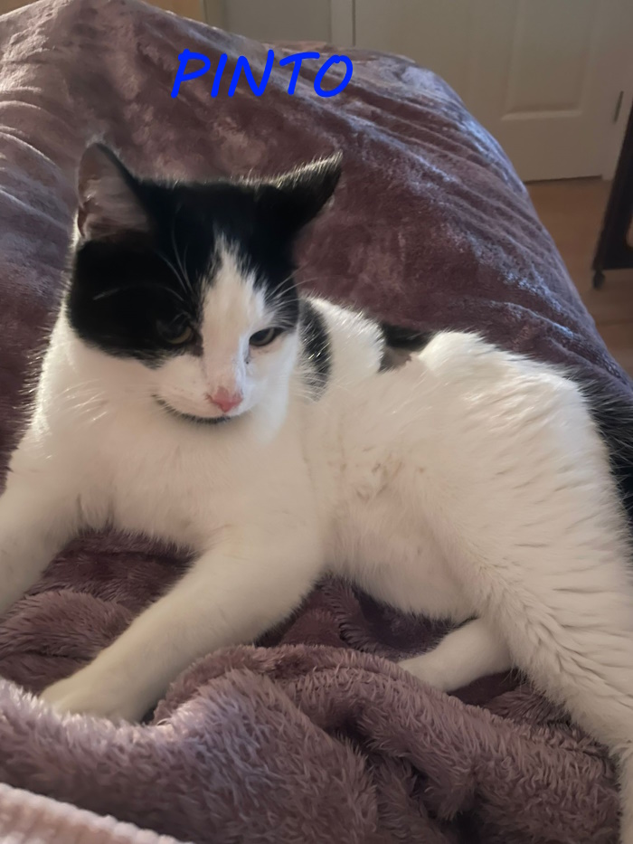 PINTO | Whinnybank Cat Sanctuary