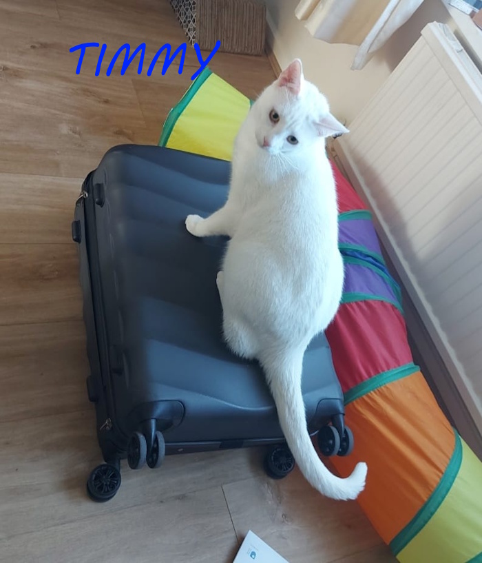 TIMMY | Whinnybank Cat Sanctuary