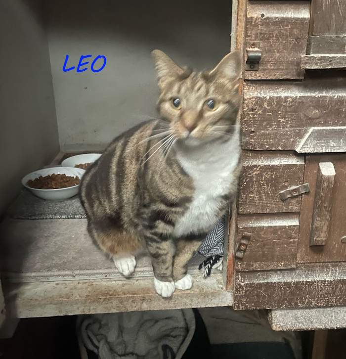 LEO | Whinnybank Cat Sanctuary