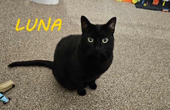 LUNA | Whinnybank Cat Sanctuary