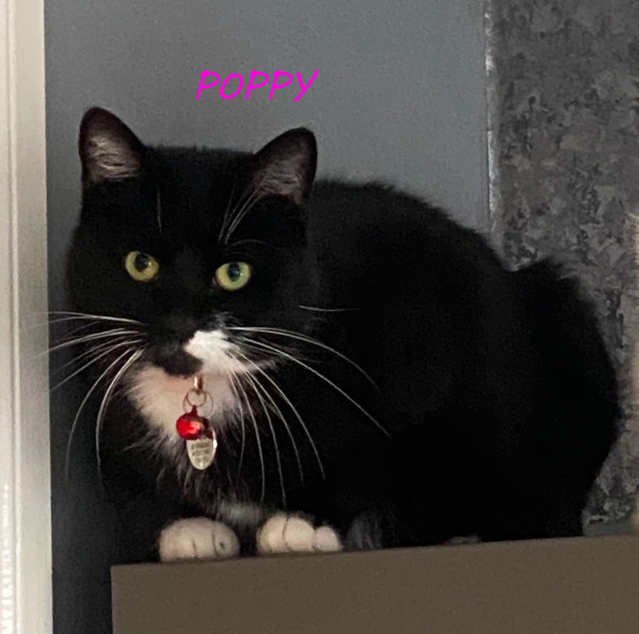 POPPY | Whinnybank Cat Sanctuary