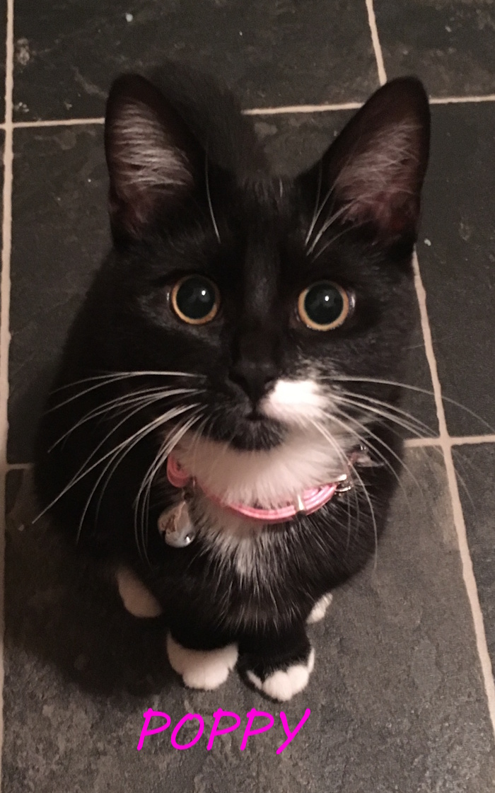 POPPY | Whinnybank Cat Sanctuary