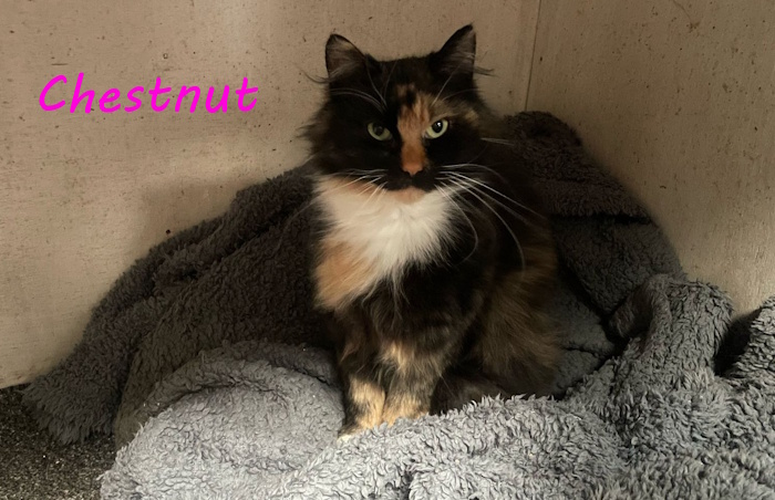 CHESTNUT | Whinnybank Cat Sanctuary