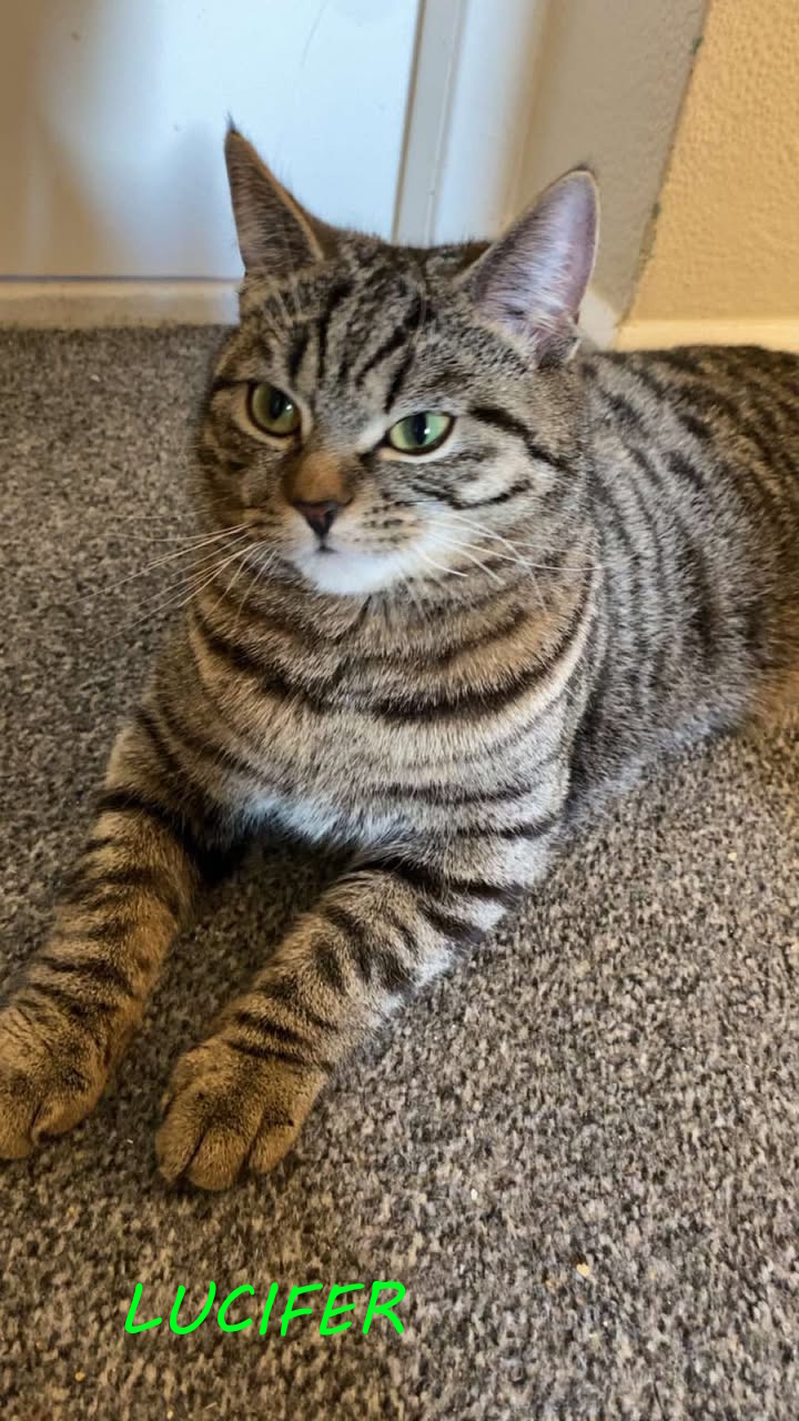 LUCIFER | Whinnybank Cat Sanctuary