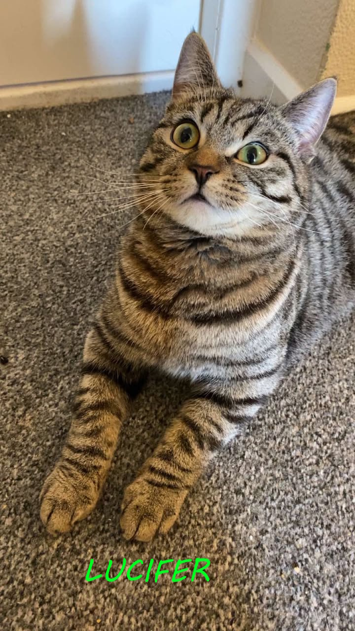 LUCIFER | Whinnybank Cat Sanctuary