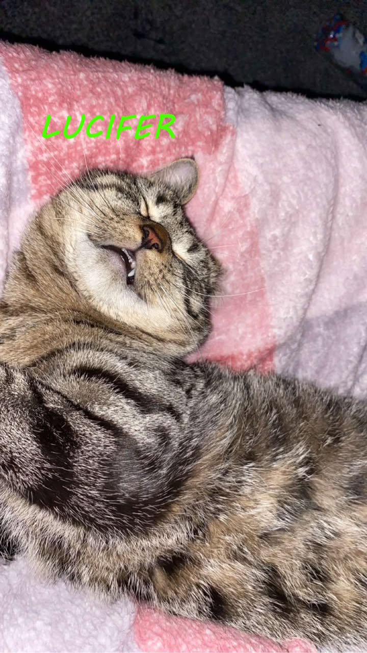 LUCIFER | Whinnybank Cat Sanctuary