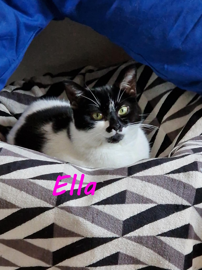 ELLA | Whinnybank Cat Sanctuary