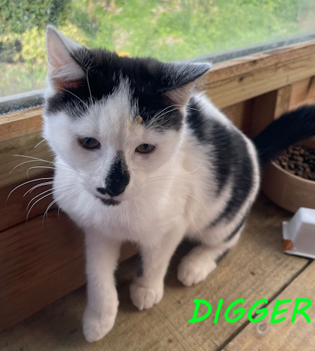 DIGGER AND SIMBA | Whinnybank Cat Sanctuary