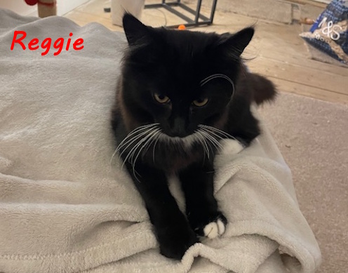 RONNIE AND REGGIE | Whinnybank Cat Sanctuary