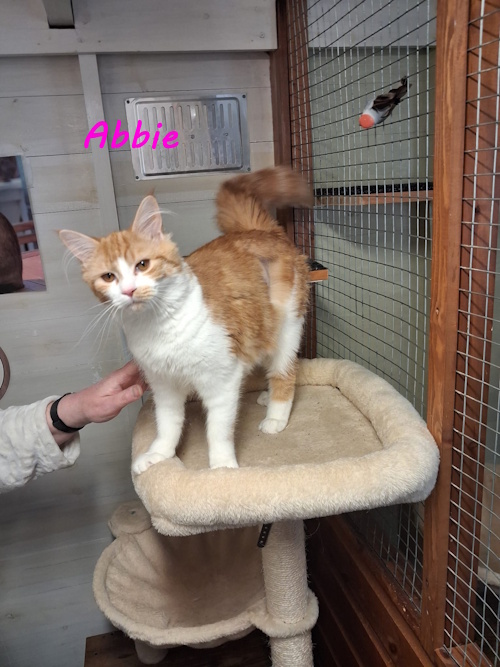 ABBIE | Whinnybank Cat Sanctuary