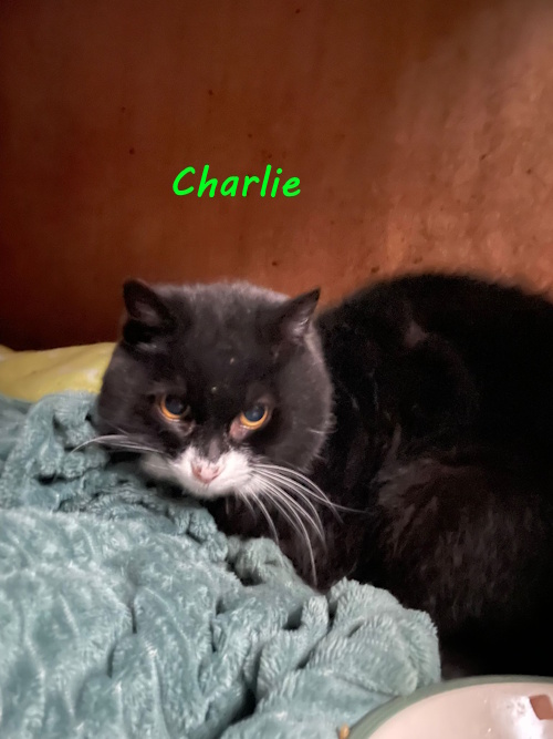 CHARLIE | Whinnybank Cat Sanctuary