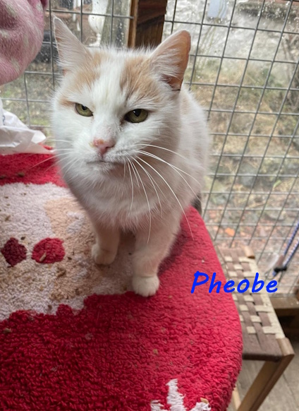 PHEOBE | Whinnybank Cat Sanctuary