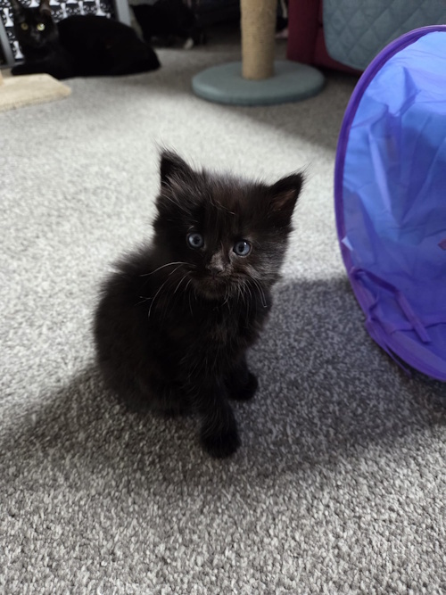 MUM AND KITTENS | Whinnybank Cat Sanctuary
